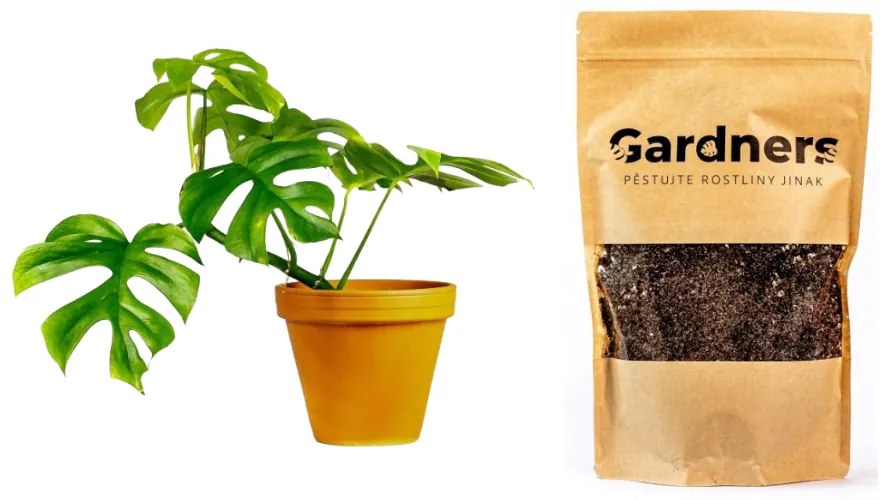 Gardners Set Monstera minima a substrát, M