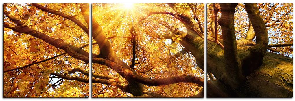 Obraz na plátně - Slunce přes větve stromu - panoráma 5240C (90x30 cm)