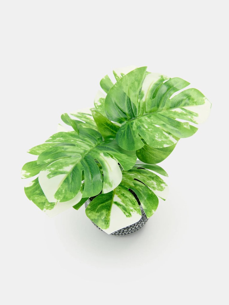 Sinsay - Okrasná rostlina v květináči – monstera - zelená
