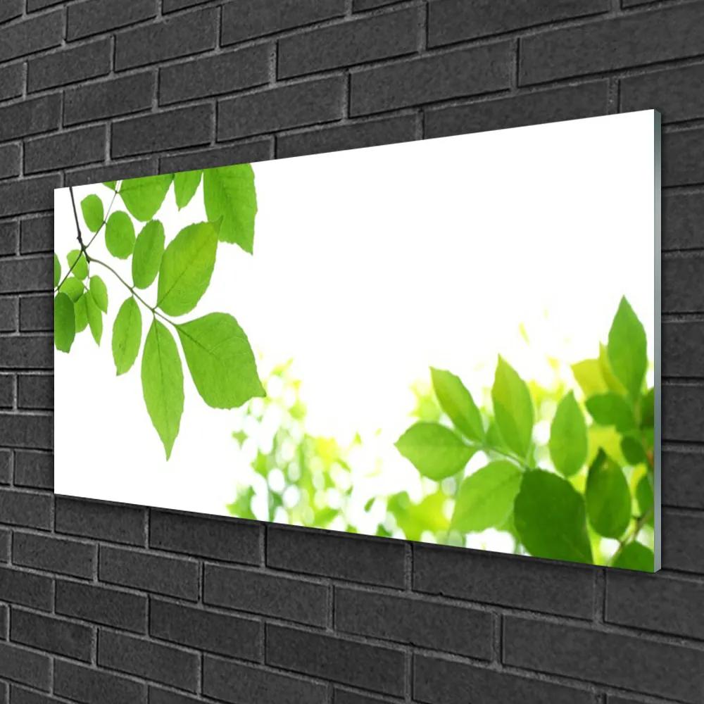 Obraz na skle Plátky Rostlina Příroda 100x50 cm