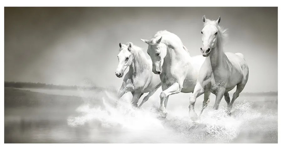 Wallmuralia Foto obraz fotografie na skle Bílí koně 120x60 cm