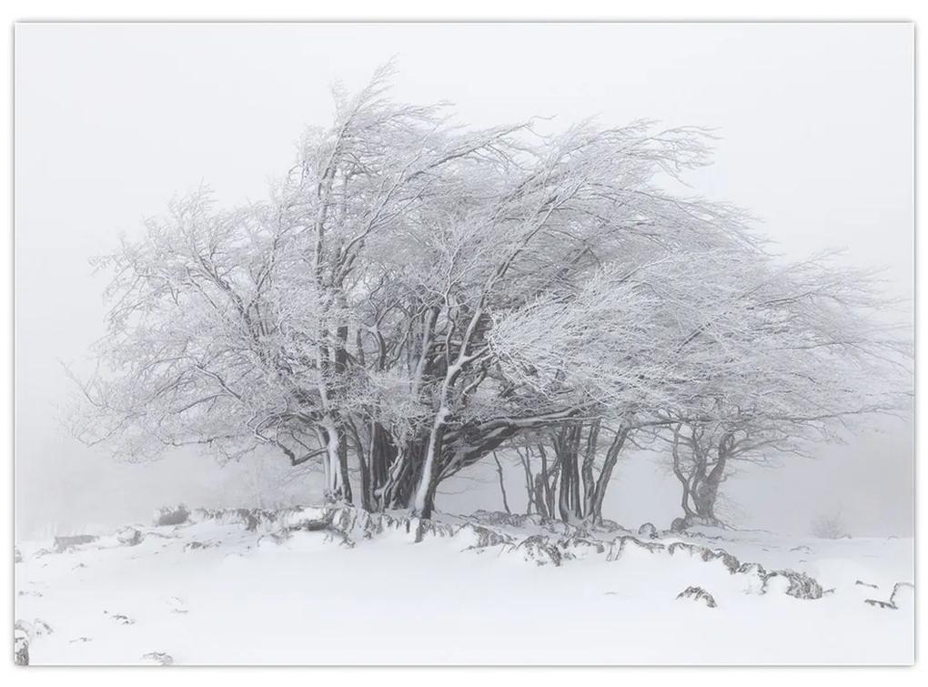 Skleněný obraz - Bílá zima (70x50 cm)