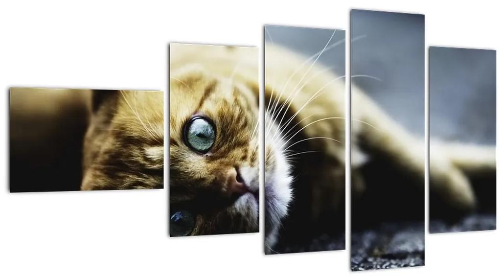 Obraz kočky (110x60 cm), 40 dalších rozměrů