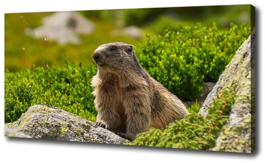 Wallmuralia Foto obraz na plátně Svišťa Tatry 100x50