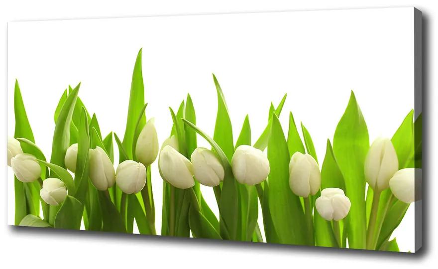 Wallmuralia Foto obraz na plátně do obýváku Bílé tulipány 100x50 cm