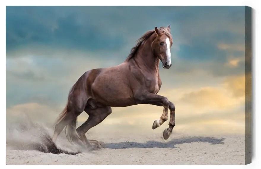 Obraz Majestátní Kůň V Poušti Nedostatek Nedostatek Přírodní plátno 40x30