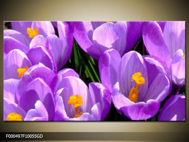 Obraz fialových tulipánů (), 40 dalších rozměrů
