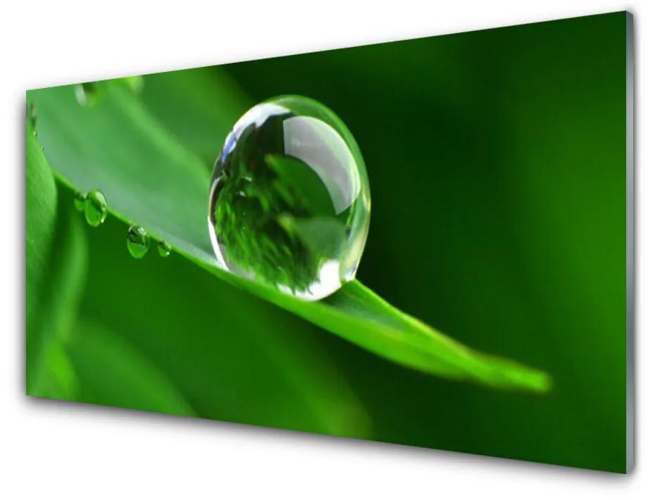 Obraz na skle List Voda Kapka Rostlina 125x50 cm