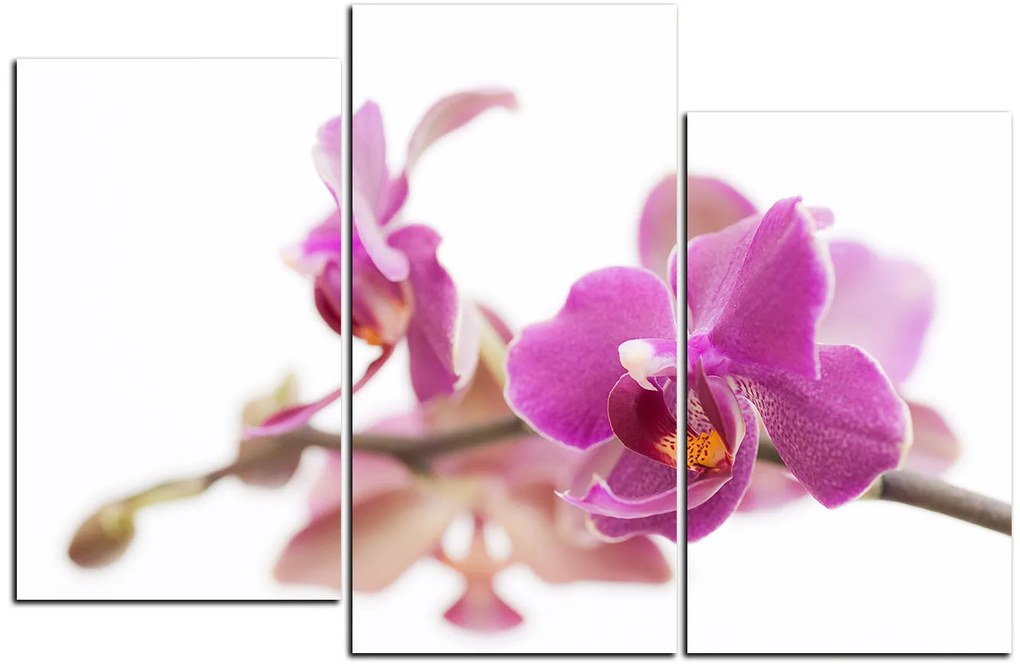Obraz na plátně - Orchidej květ izolována na bílém pozadí 1222D (120x80 cm)
