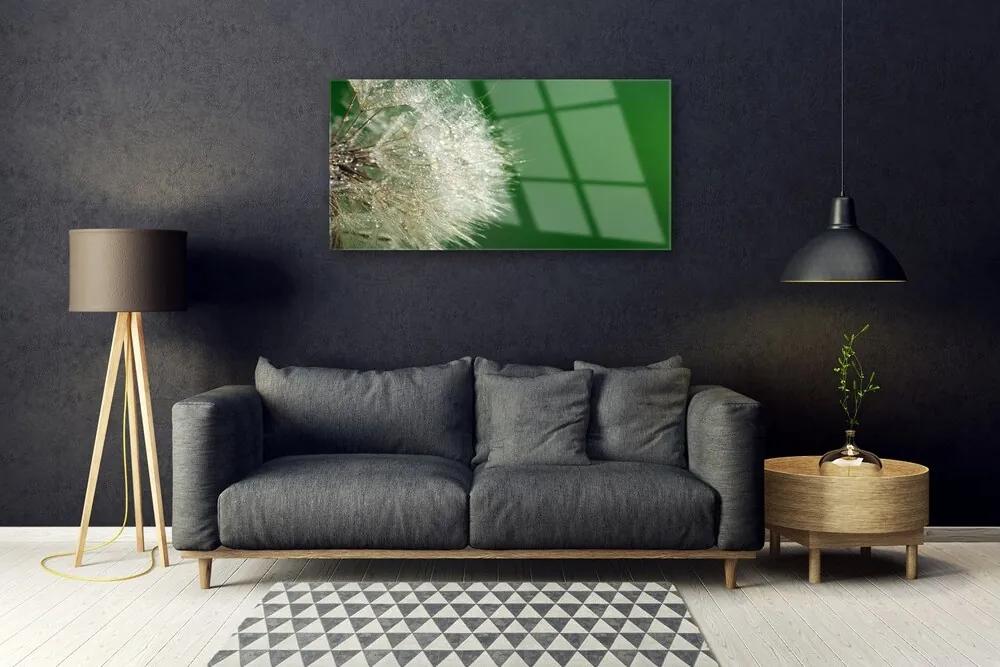 Obraz na skle Pampeliška Rostlina 120x60 cm