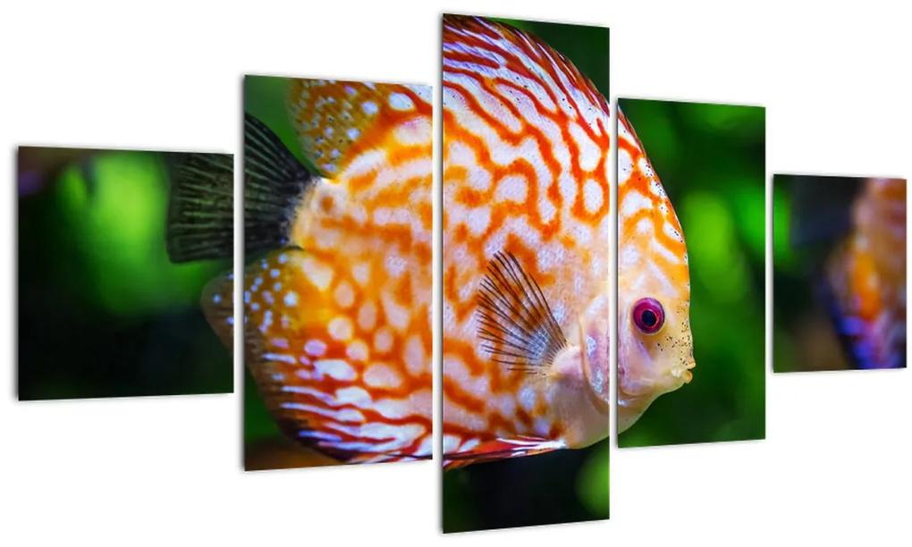 Obraz ryby (125x70 cm)