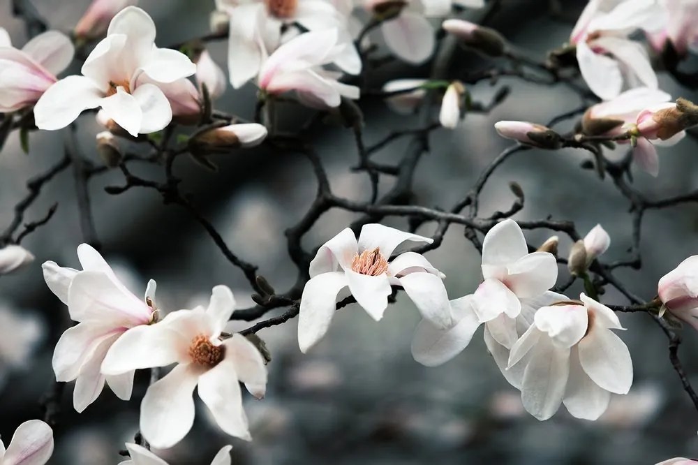 Tapeta překrásná magnolie - 150x100 cm