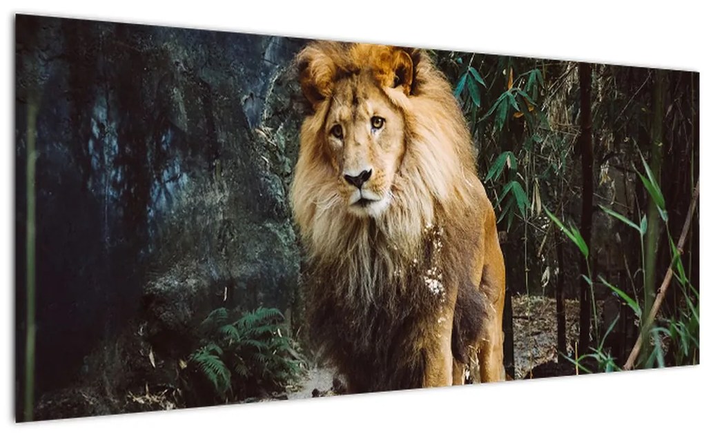 Obraz lva v přírodě (100x40 cm), 40 dalších rozměrů