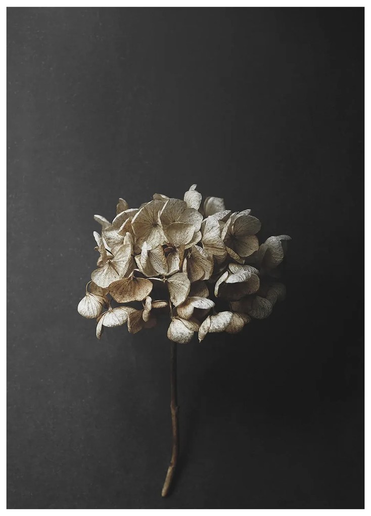 Paper Collective designové moderní obrazy Still Life 04 - Hydrangea (120 x 168 cm)