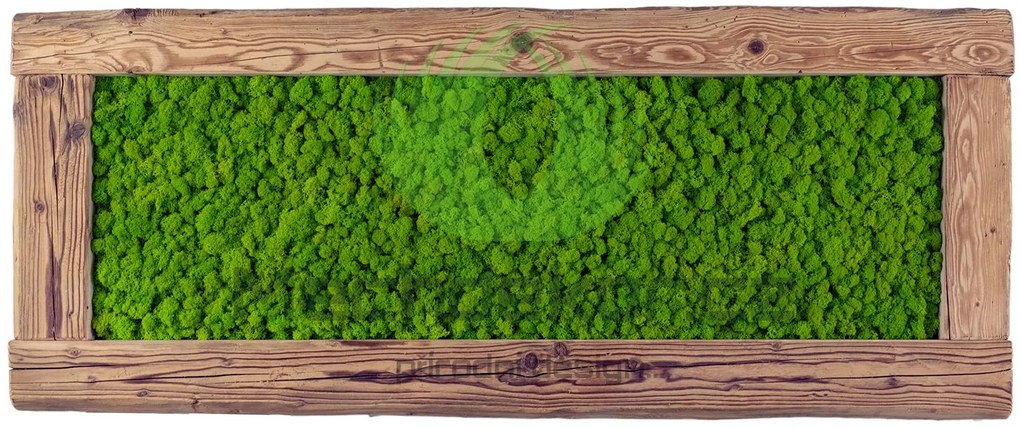 Mechdekor Obraz z masivu 136x56cm (staré dřevo) – Sobí mech světlé zelený – spring green