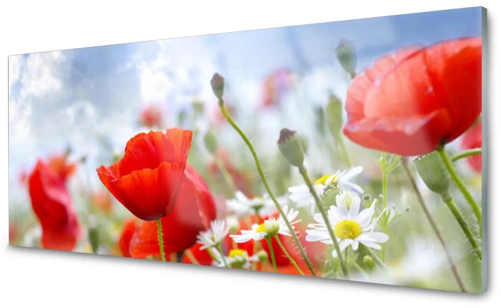 Plexisklo obraz Máky Sedmikrásky Květiny