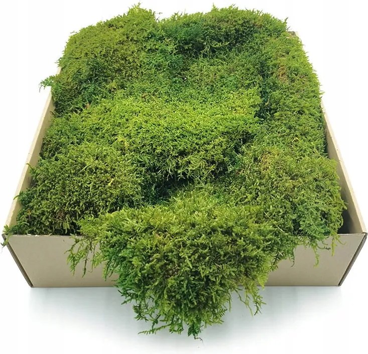 Plochy mech flat moss světle zelená natural 500g Swe