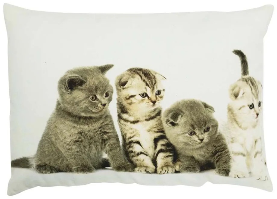 Bavlněný polštář Britská koťata 35x50 cm - 50*10*35cm