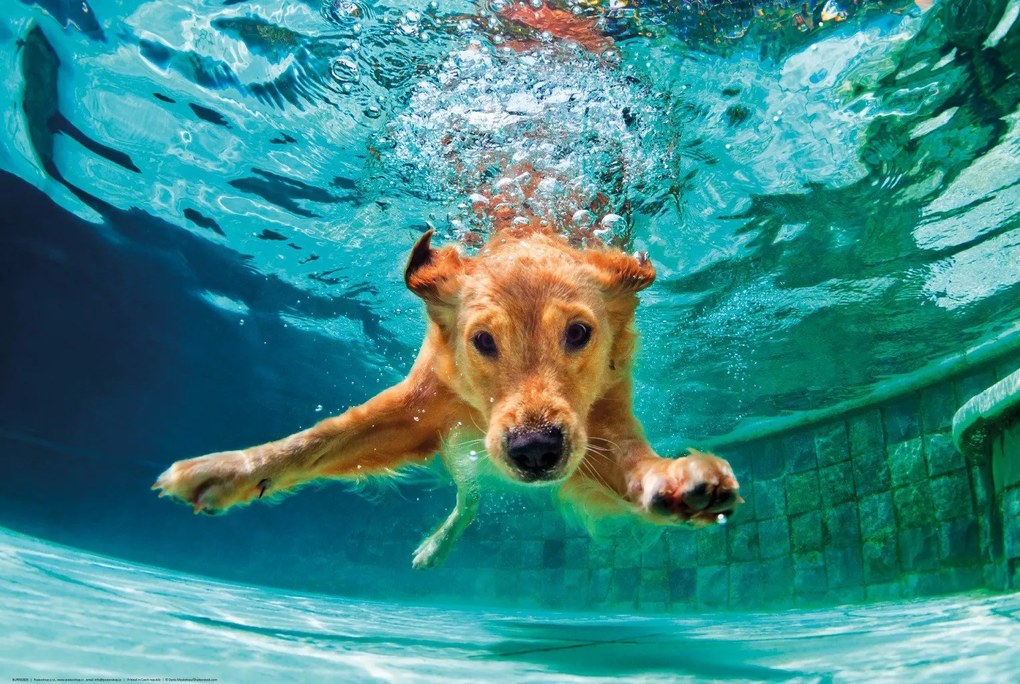 Postershop Plagát: Pes pod vodou
