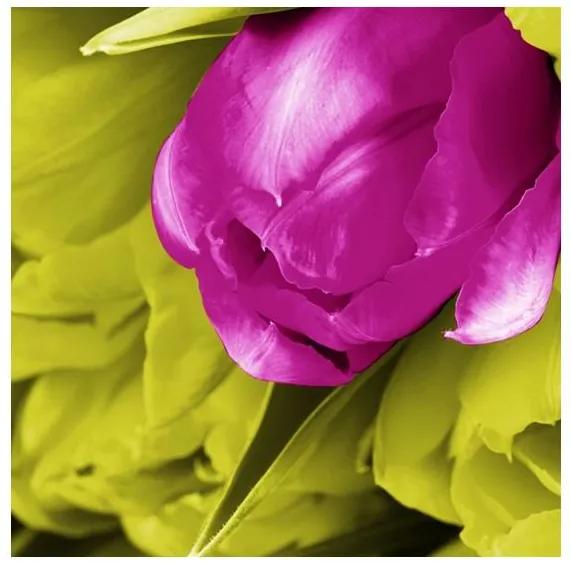 Obraz růžového květu na zeleném pozadí  (50x50 cm), 40 dalších rozměrů