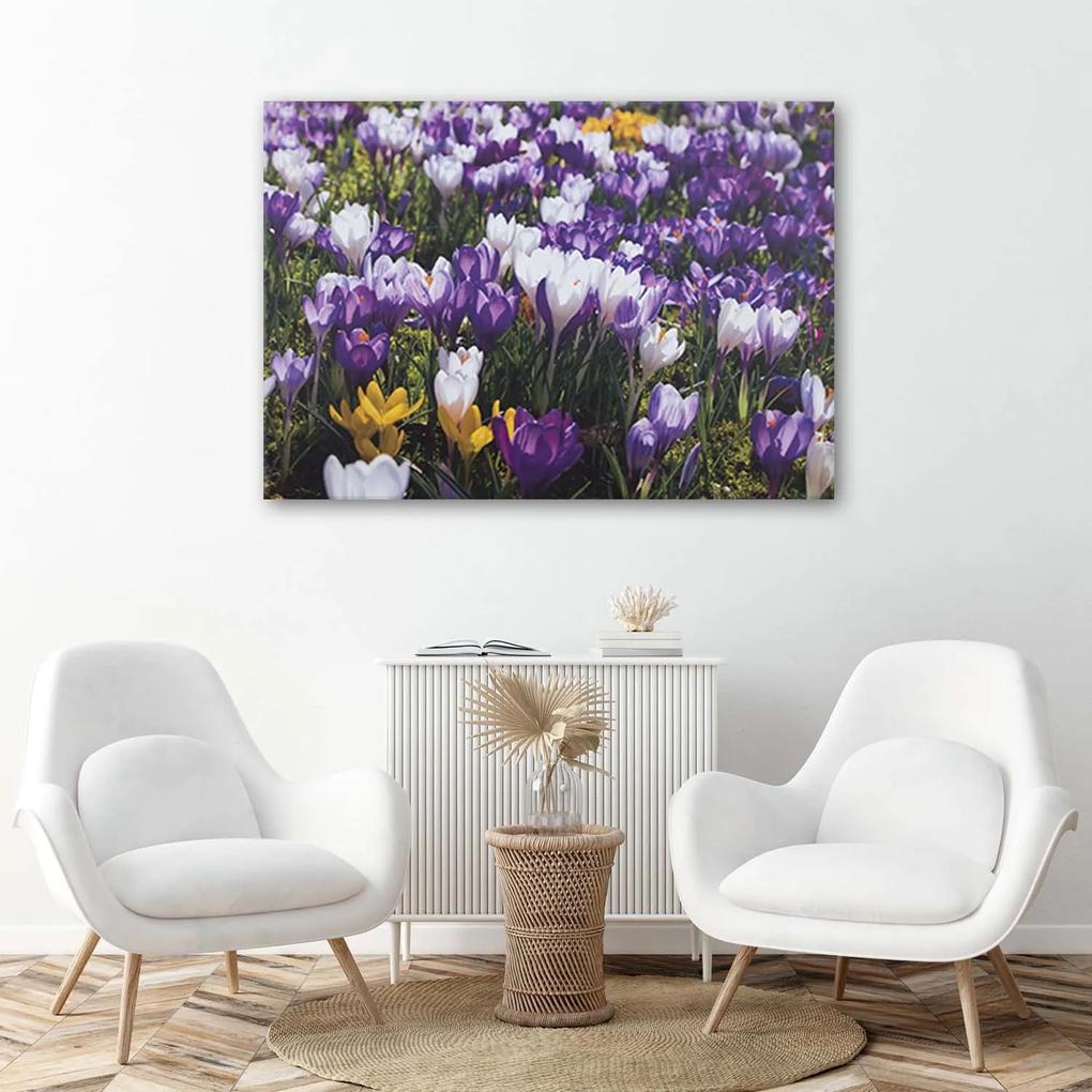 Gario Obraz na plátně Jarní šafrán na louce Rozměry: 60 x 40 cm