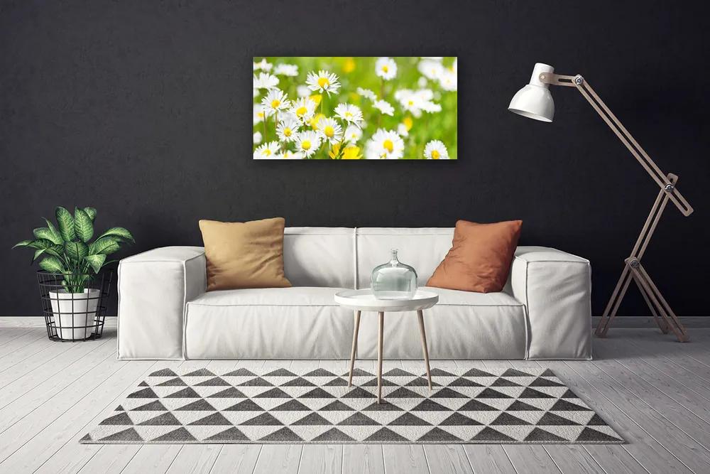 Obraz na plátně Sedmikráska Květ Rostlina 140x70 cm