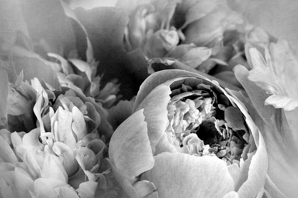 Samolepící tapeta černobílé lupínky květu - 300x200 cm