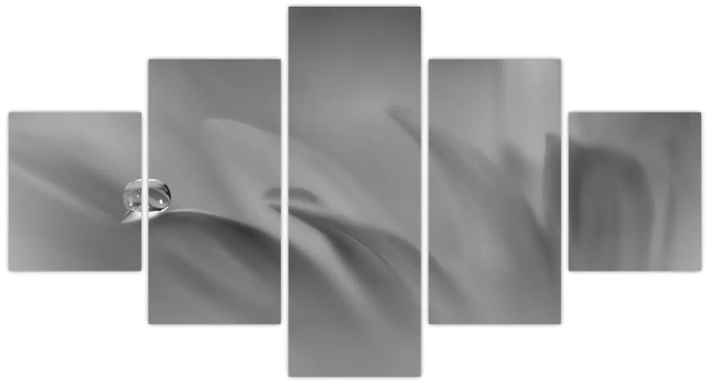 Obraz - Kapka na květu, černobílá (125x70 cm)