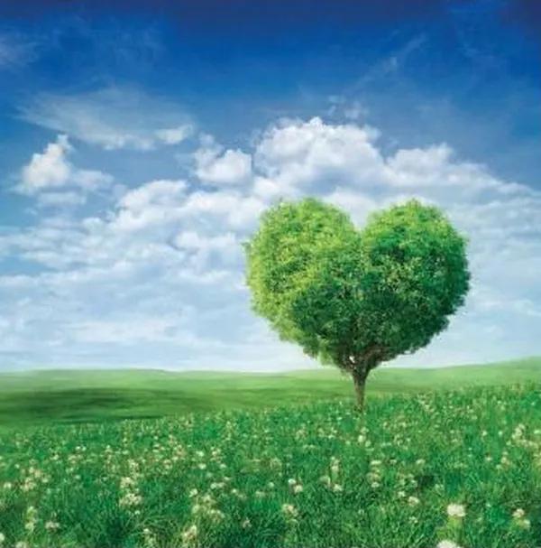 ART-STYLE Obrázek 30x30, strom srdce - zelený, rám sv. dub - červotoč