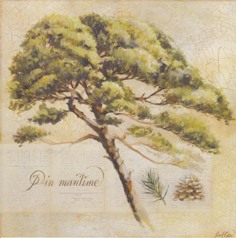 ART-STYLE Obrázek 30x30, borovice přímořská, rám sv. dub - červotoč
