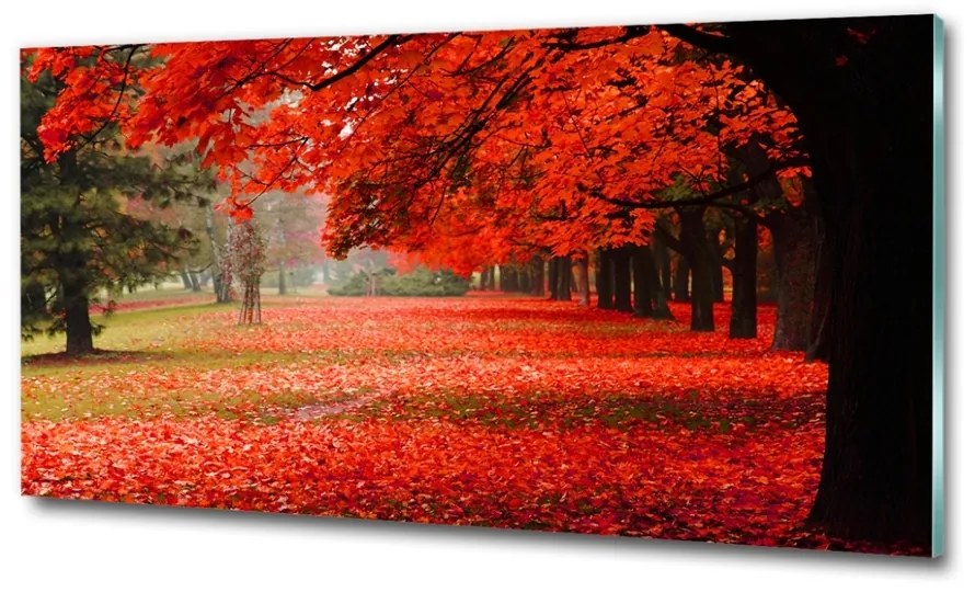 Wallmuralia Foto obraz sklo tvrzené Stromy podzim 100x50