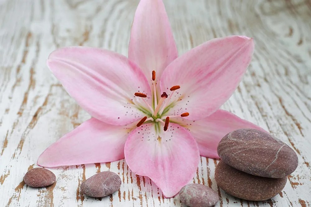 Samolepící fototapeta růžová lilie a Zen kameny