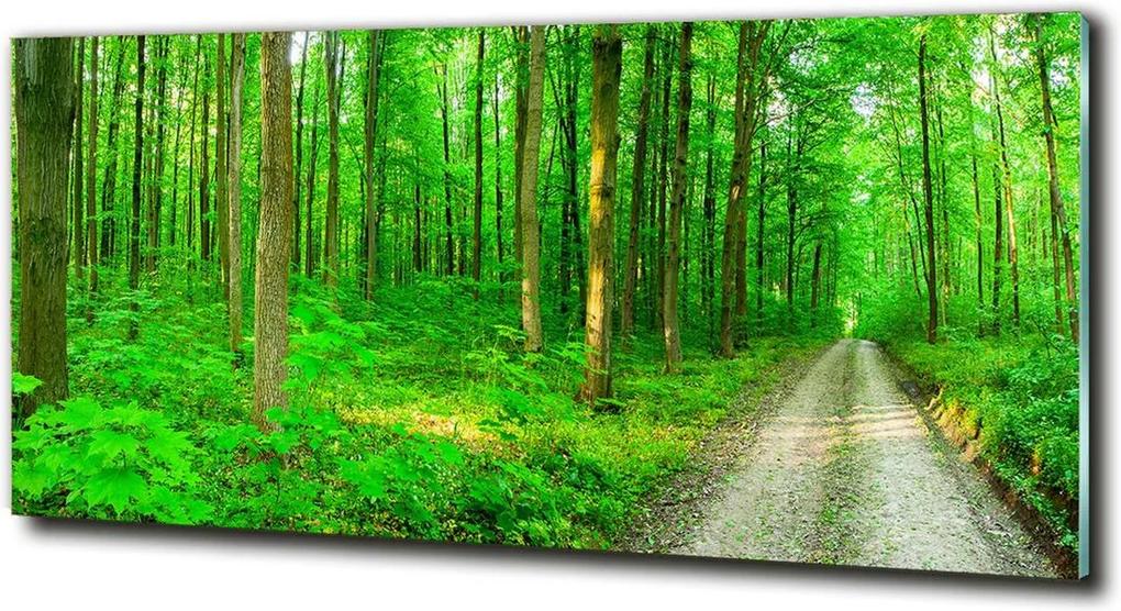 Foto obraz skleněný horizontální Stromy v lese
