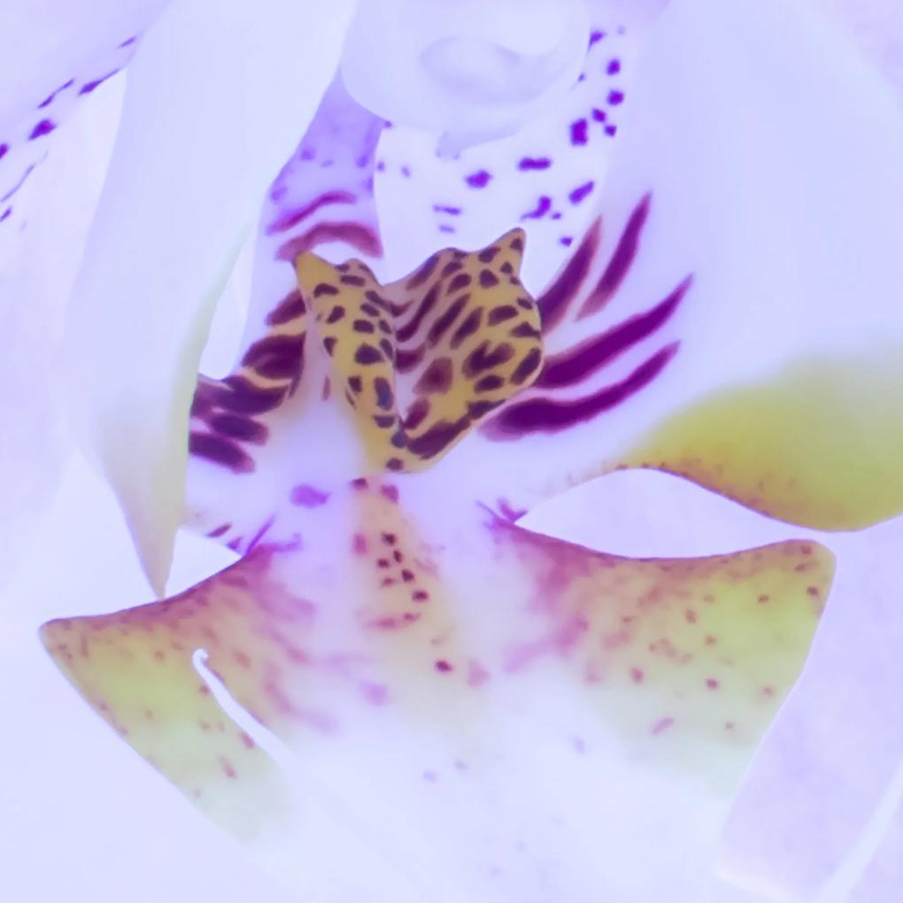 Malvis ® Tapeta Orchidej fialková Vel. (šířka x výška): 144 x 105 cm