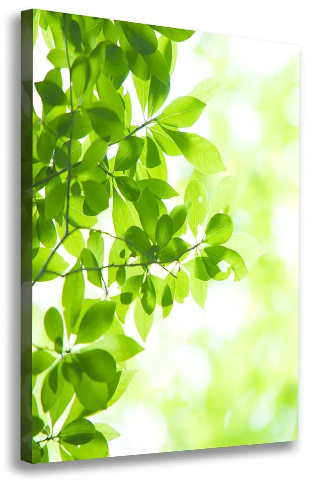 Wallmuralia Foto obraz na plátně Zelené listí 70x100 cm