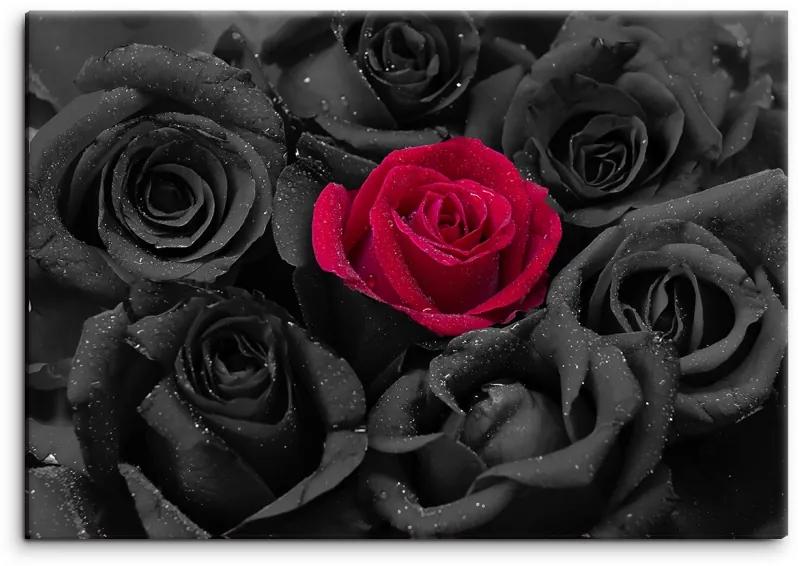 Obraz královna růží + háčky, hřebíčky, čistící hadřík ZDARMA Velikost (šířka x výška): 150x100 cm