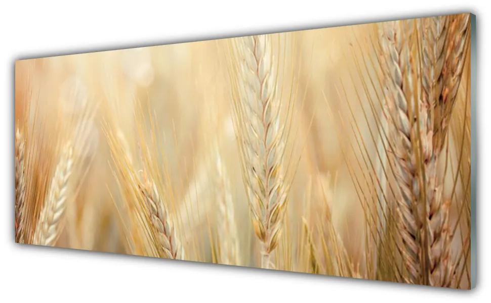 akrylový obraz Pšenice Rostlina Příroda 125x50 cm