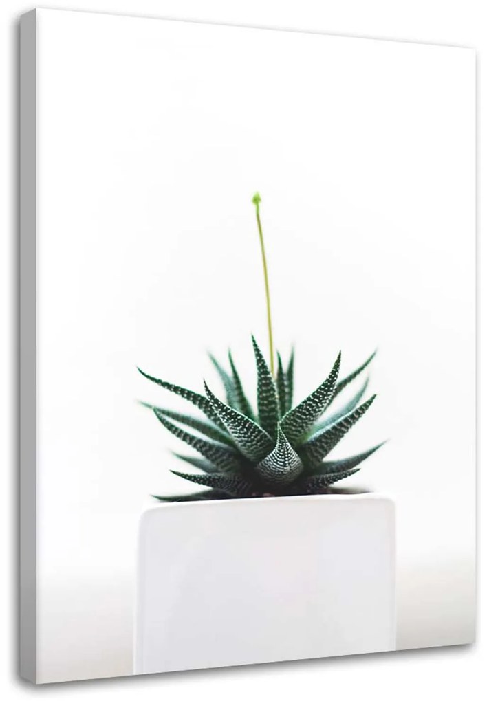 Gario Obraz na plátně Mladá rostlina v květináči Rozměry: 40 x 60 cm