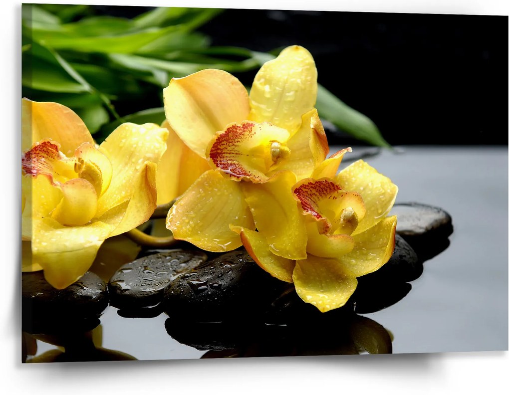 Obraz SABLO - Žluté orchideje 50x50 cm