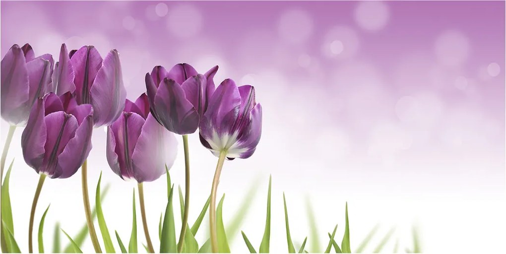 Foto obraz akrylový Fialové tulipány