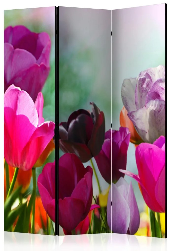 Paraván tulipány Velikost (šířka x výška): 135x172 cm