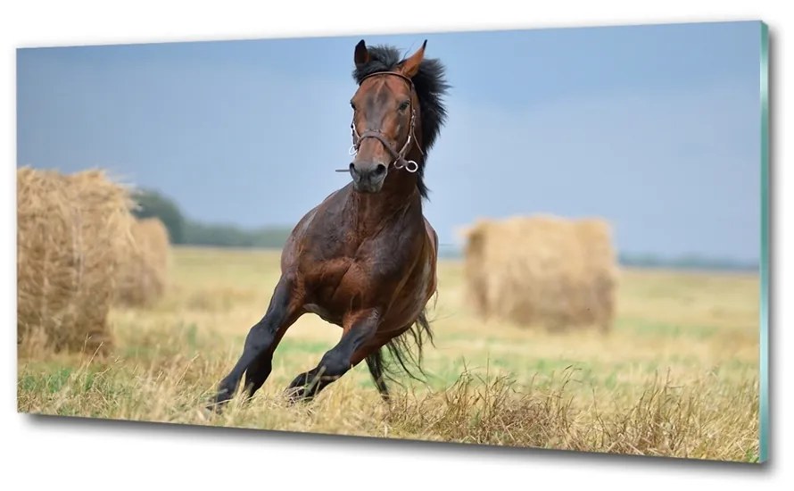 Wallmuralia Foto-obrah sklo tvrzené Kůň ve cvalu 100x50