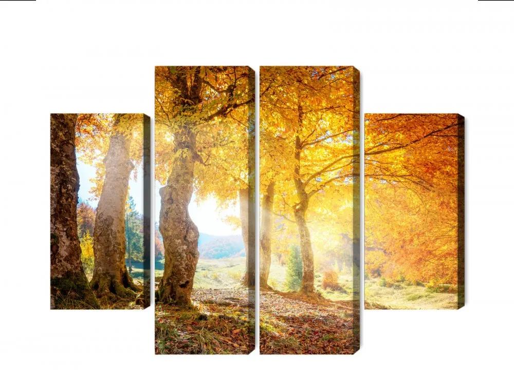 Vícedílný obraz Slunečný Podzimní Les Nedostatek Nedostatek Přírodní plátno 80x60