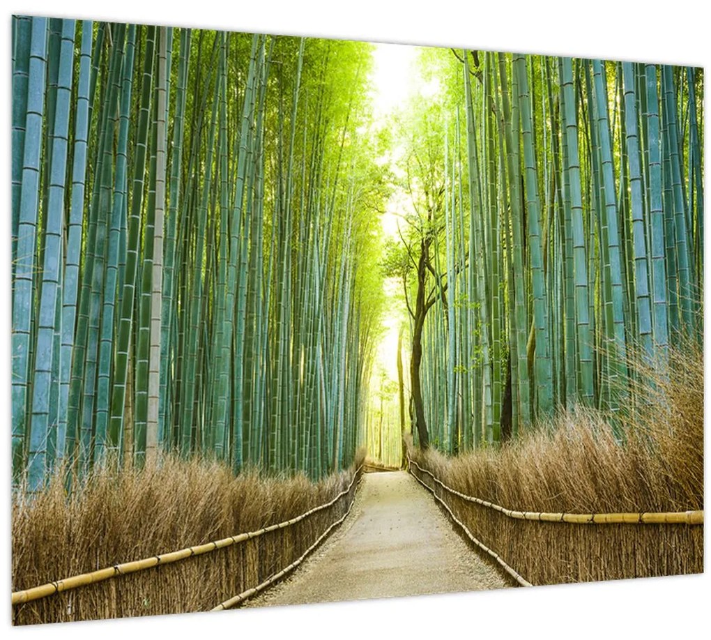 Obraz - Ulička s bambusy (70x50 cm)