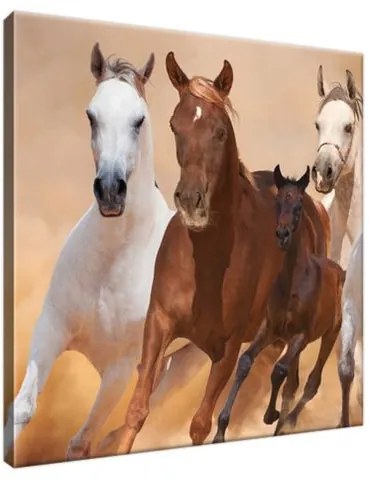 Obraz na plátně Cválající koně 30x30cm 1135A_1AI