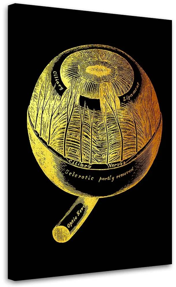 Gario Obraz na plátně Zlatá anatomie, oko - Gab Fernando Rozměry: 40 x 60 cm