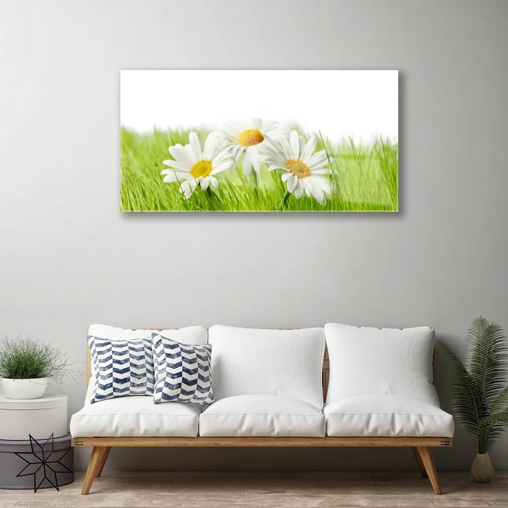 Obraz na skle Sedmikráska Květiny Rostlina 140x70 cm