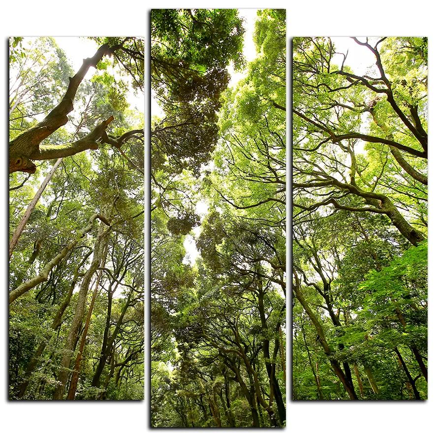 Obraz na plátně - Zelené stromy v lese - čtverec 3194C (105x105 cm)