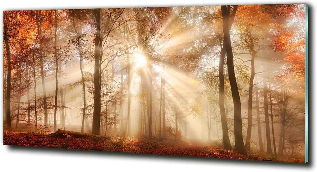 Foto obraz fotografie na skle Mlha v lese podzim