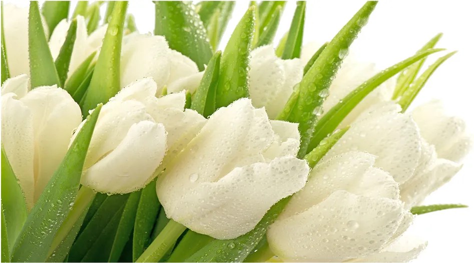 Moderní obraz fotografie na akrylu Bílé tulipány